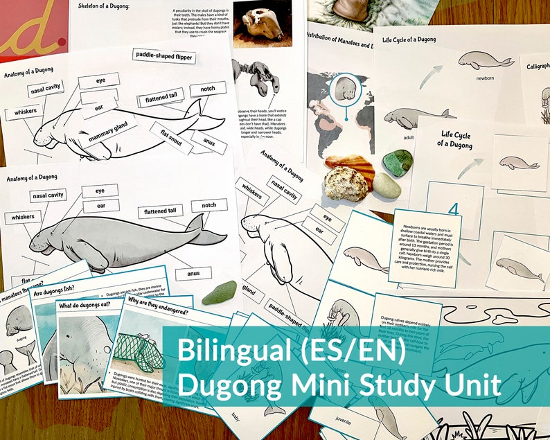 Dugong Life Cycle Bilingual Study: Montessori Homeschool Printable ...