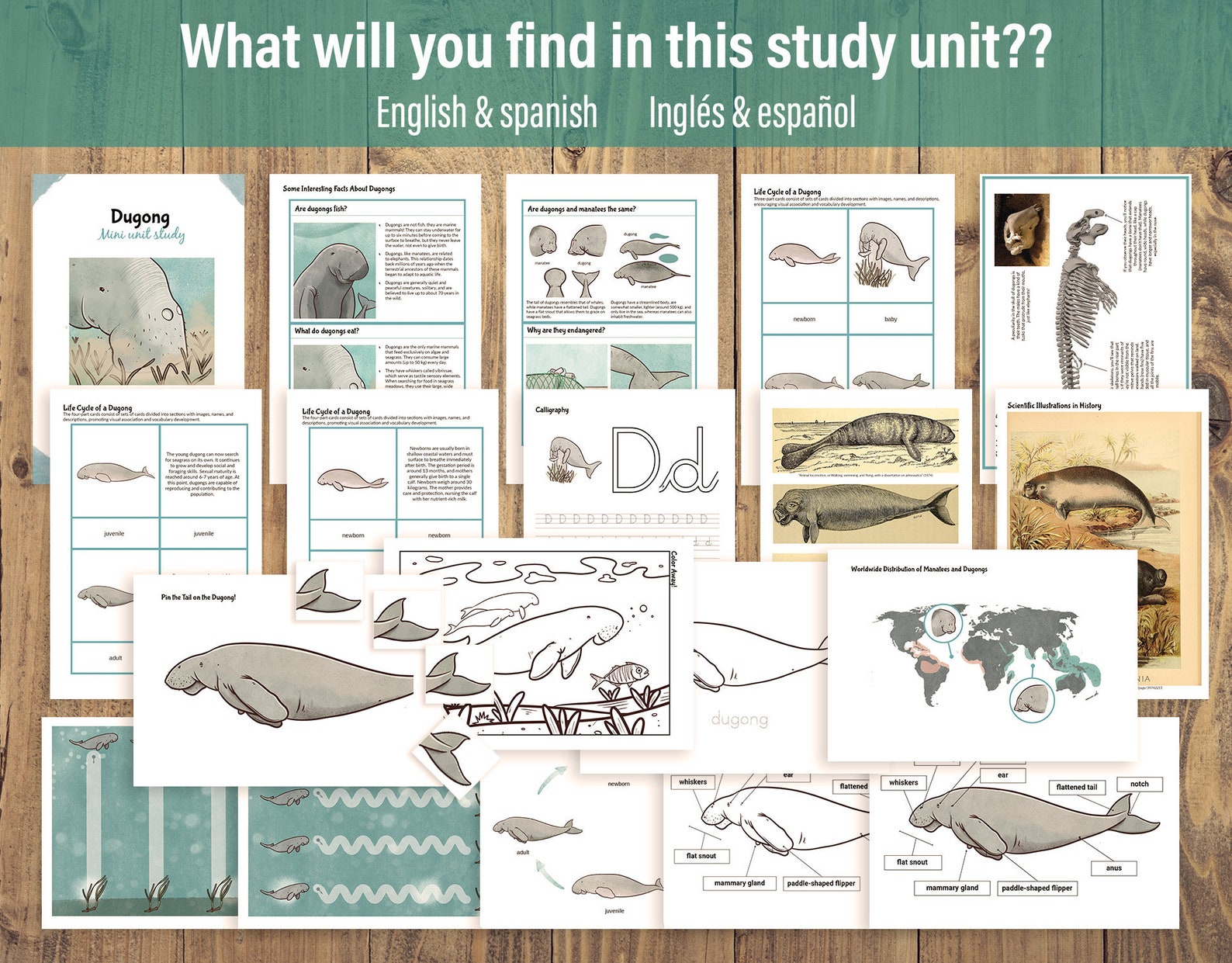 Dugong Life Cycle Bilingual Study: Montessori Homeschool Printable ...