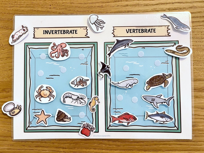 Activity for Sorting Vertebrate and Invertebrate Marine Animals ...