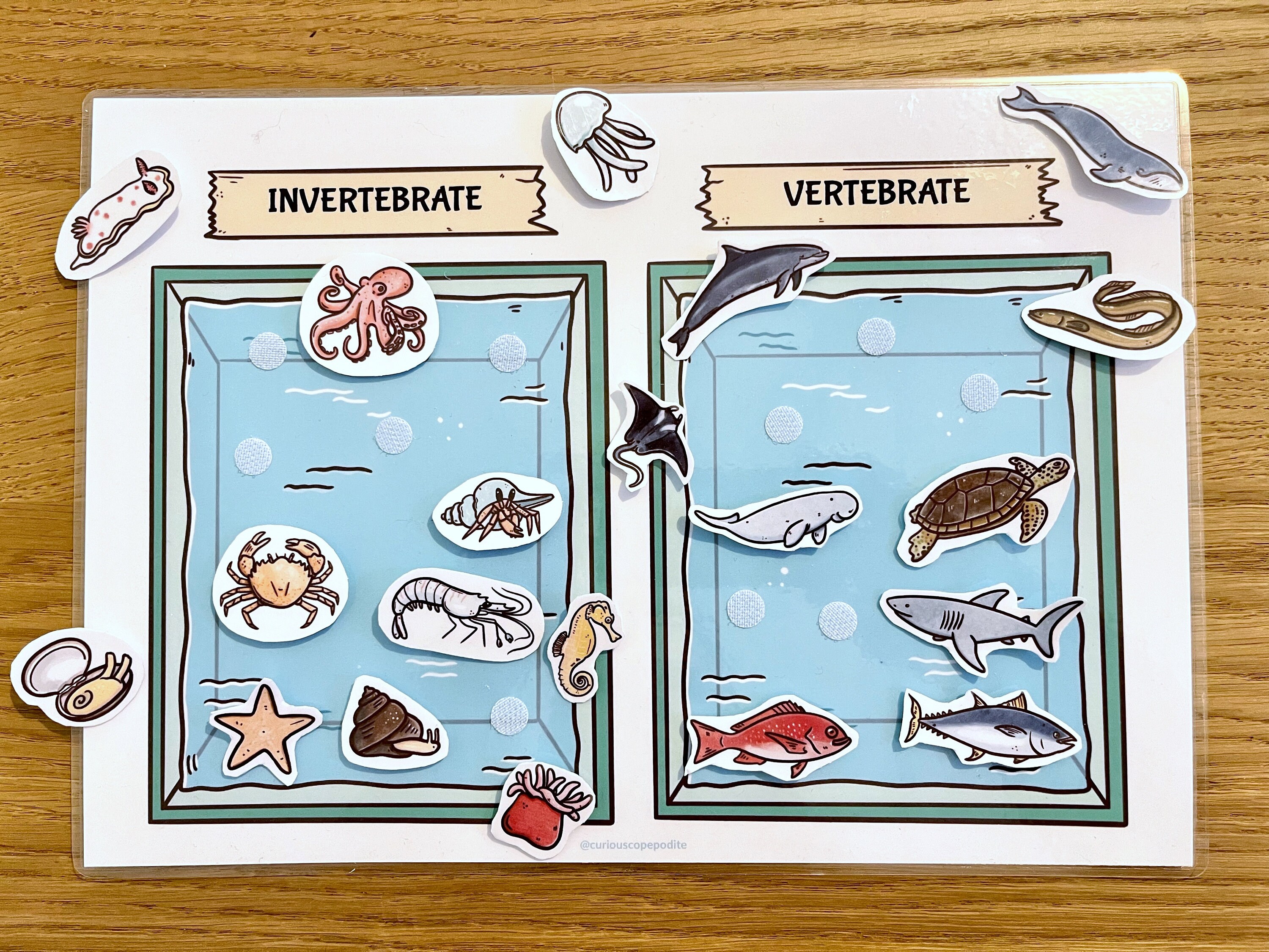 Vertebrate And Invertebrate Worksheet