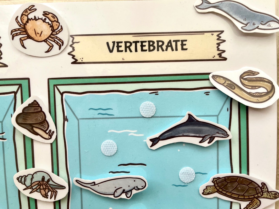 Activity for Sorting Vertebrate and Invertebrate Marine Animals ...