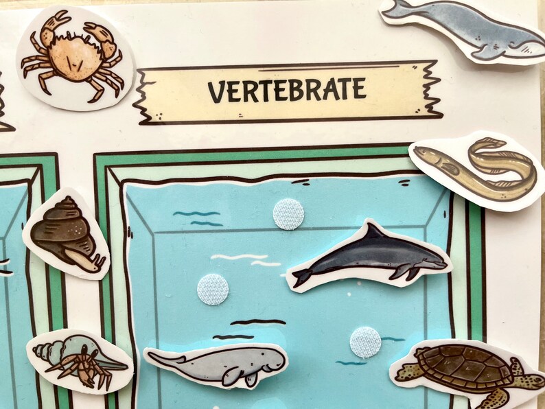 Activity for Sorting Vertebrate and Invertebrate Marine Animals ...