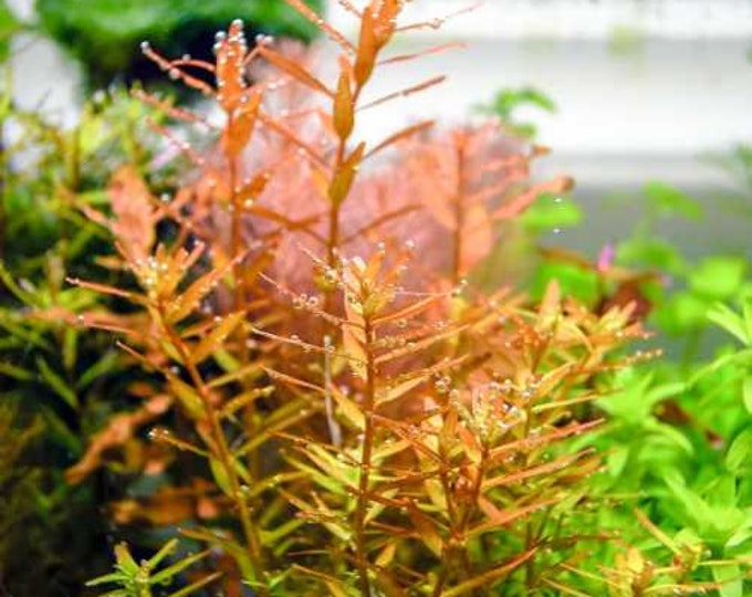 10 STEMS XL Rotala orange Juice Rare Live Aquarium Stem Plant Submerged ...