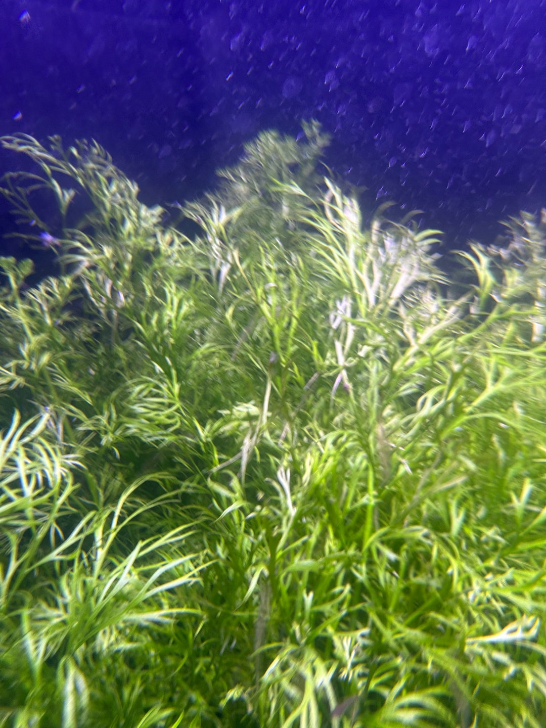 Water Sprite Submerged Live Freshwater Aquarium Plant - Etsy
