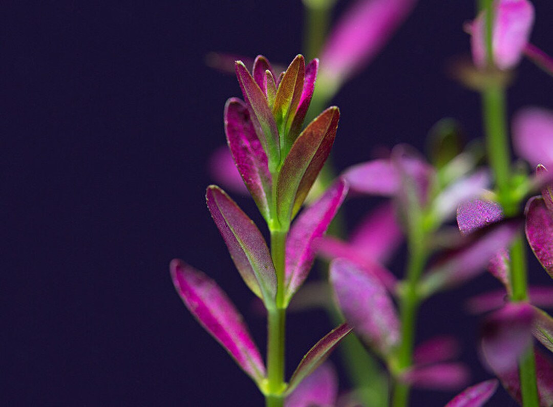 3 STEMS! Rotala Ramosior Florida Rare Submerged Live Freshwater ...