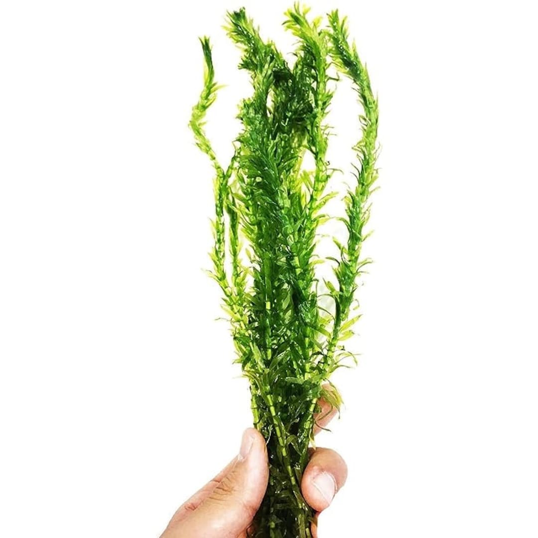 Anacharis Elodea Densa Submerged Live Freshwater Aquarium Plant - Etsy