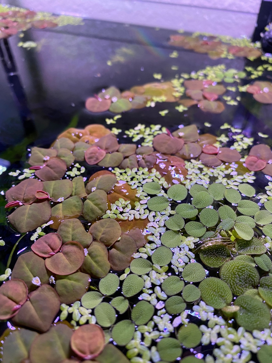 Red Root Floaters & DUCKWEED Combo! Live Freshwater Aquarium Plant - Etsy
