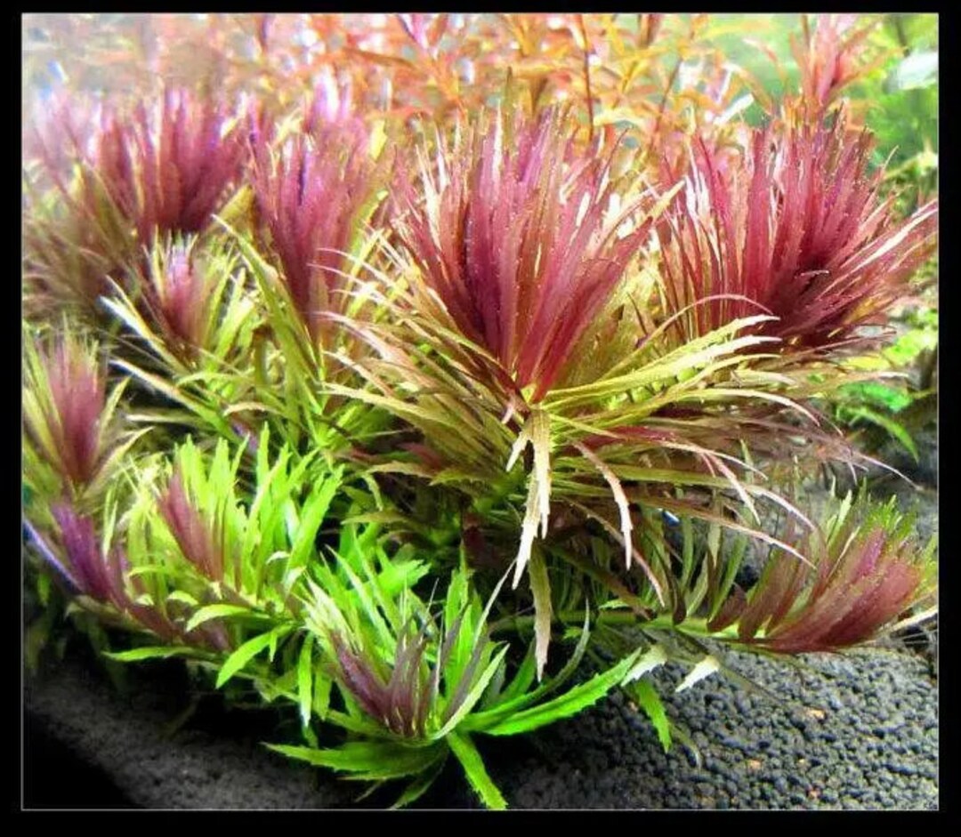 3 STEMS Limnophila Hippuridoides Rare Submerged Live Freshwater ...