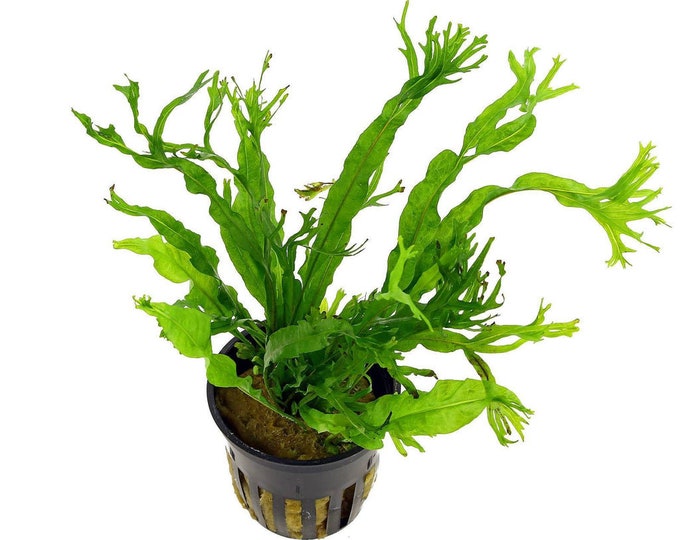 Windelov Java Fern Submerged Live Freshwater Aquarium Plant - Etsy