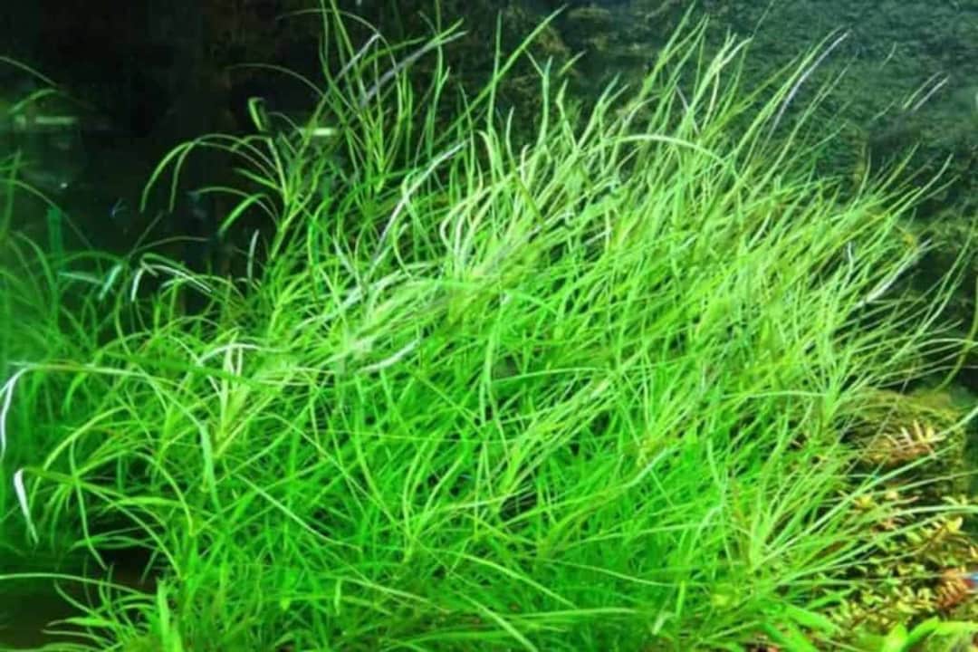 Pogostemon Stellatus Octopus Submerged Live Freshwater Aquarium Plant ...