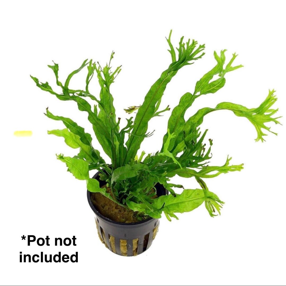 Windelov Java Fern Submerged Live Freshwater Aquarium Plant - Etsy