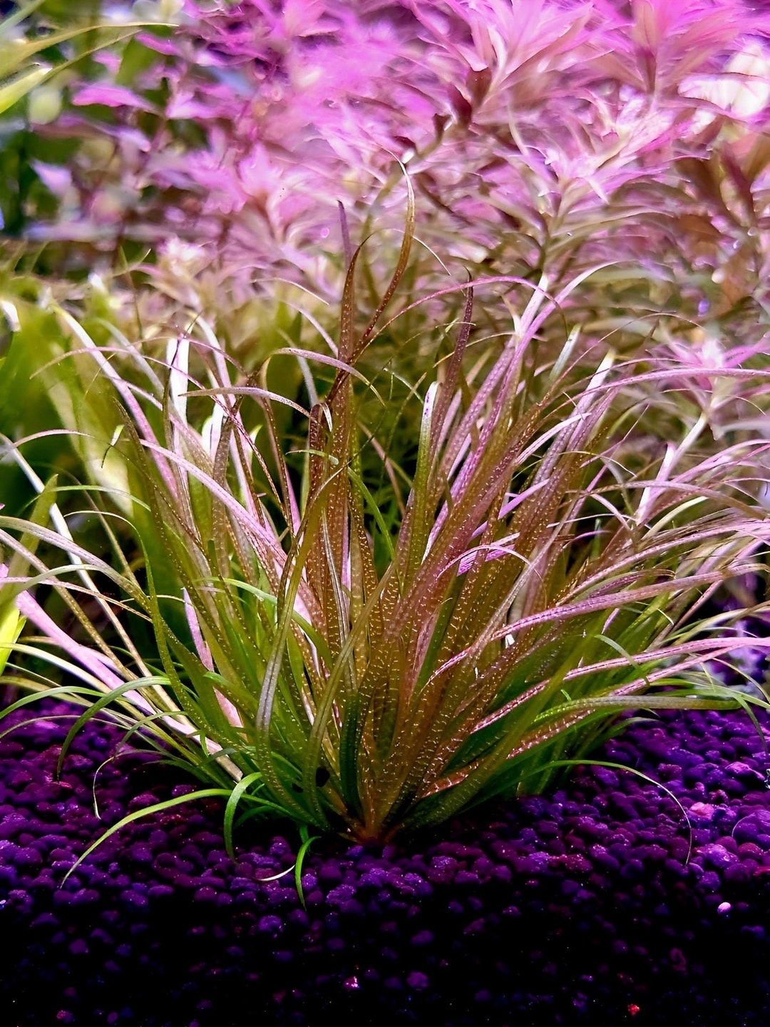 Blyxa Japonica Rare Submerged Live Freshwater Aquarium Plant - Etsy