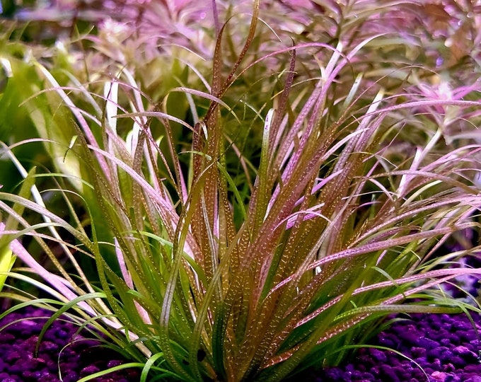 Blyxa Japonica Rare Submerged Live Freshwater Aquarium Plant - Etsy