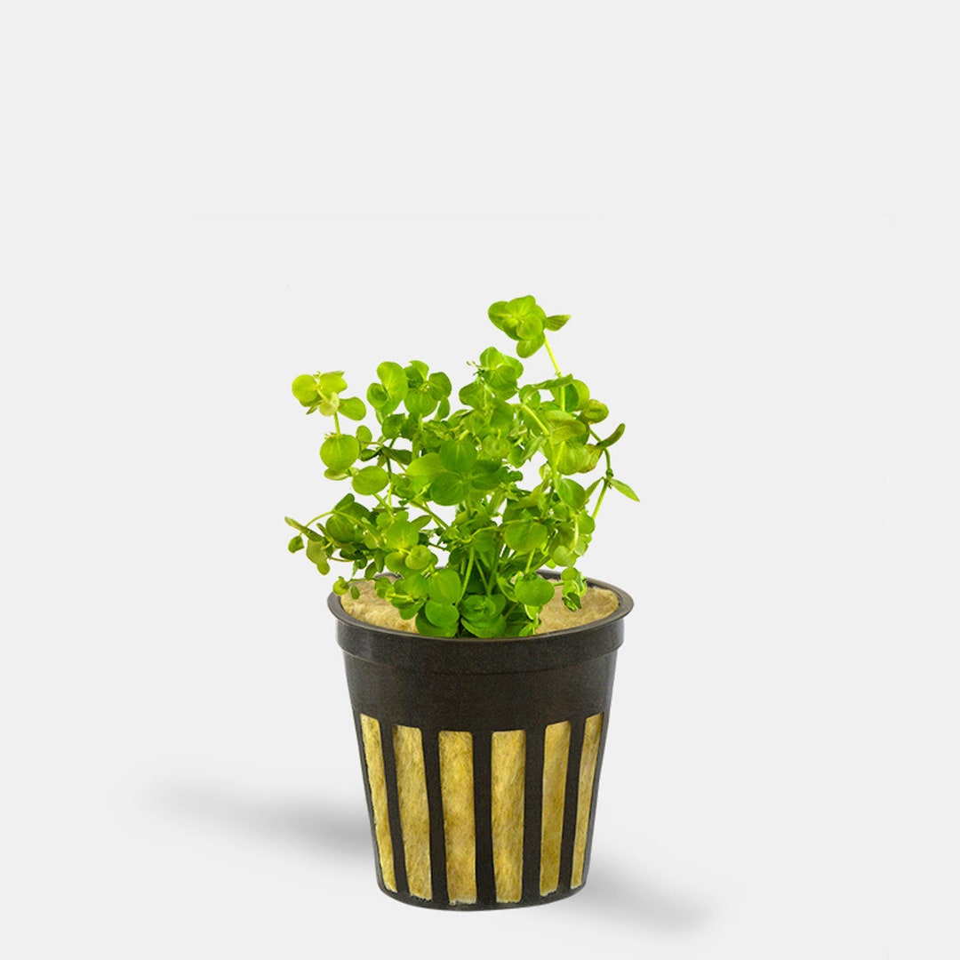 Giant Baby Tears Aquarium Plant - Etsy