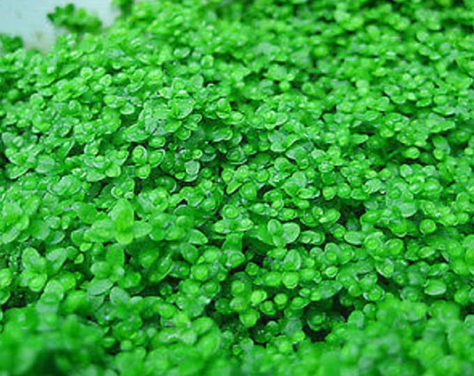 Dwarf Baby Tears Aquarium Plant - Etsy