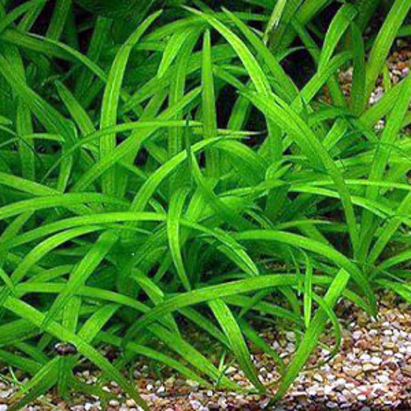 Dwarf Sagittaria - Etsy