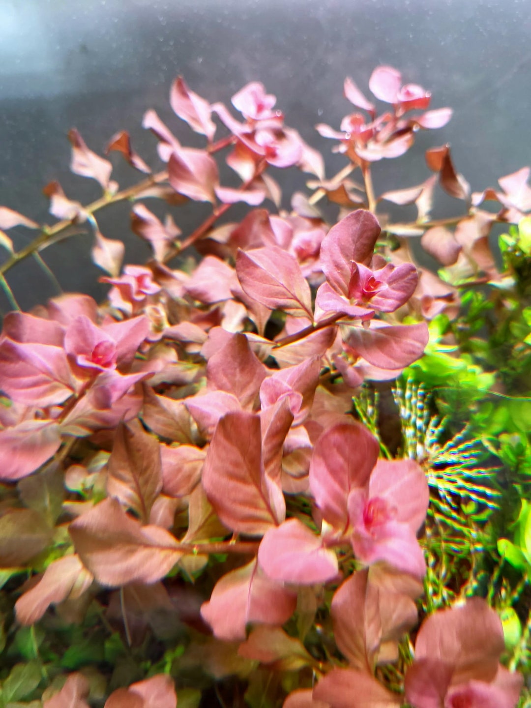 Ludwigia Ovalis Pink Rare Submerged Live Freshwater Aquarium Plant - Etsy