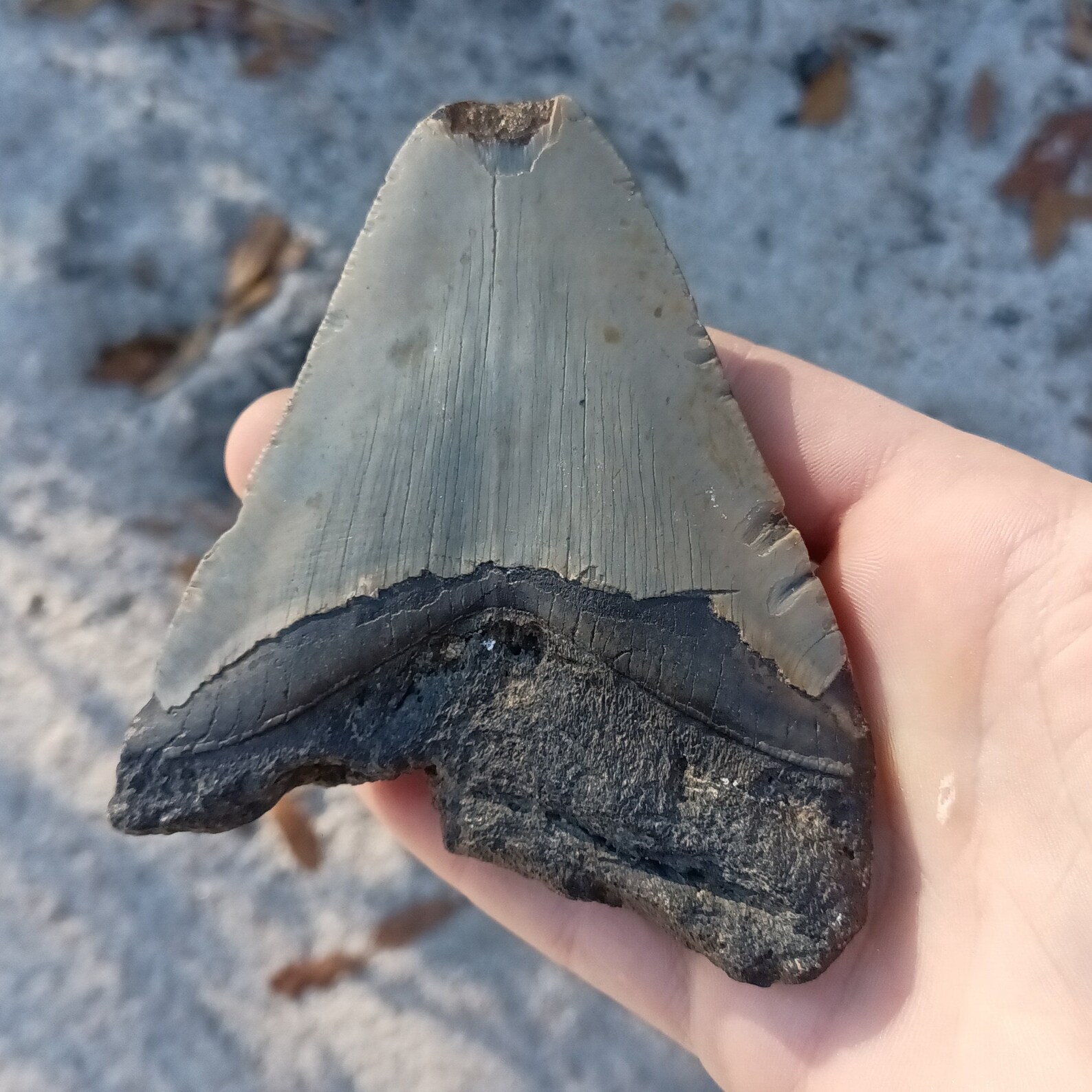 Megalodon Tooth 4.41 Inches. Real Fossil Megalodon Shark Tooth ...