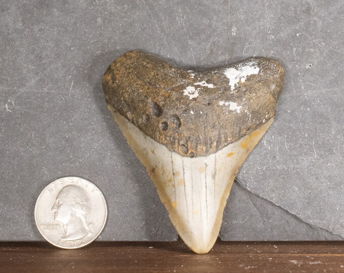 Megalodon Tooth - 2.83 Inches. Real Fossil Megalodon Shark Tooth ...
