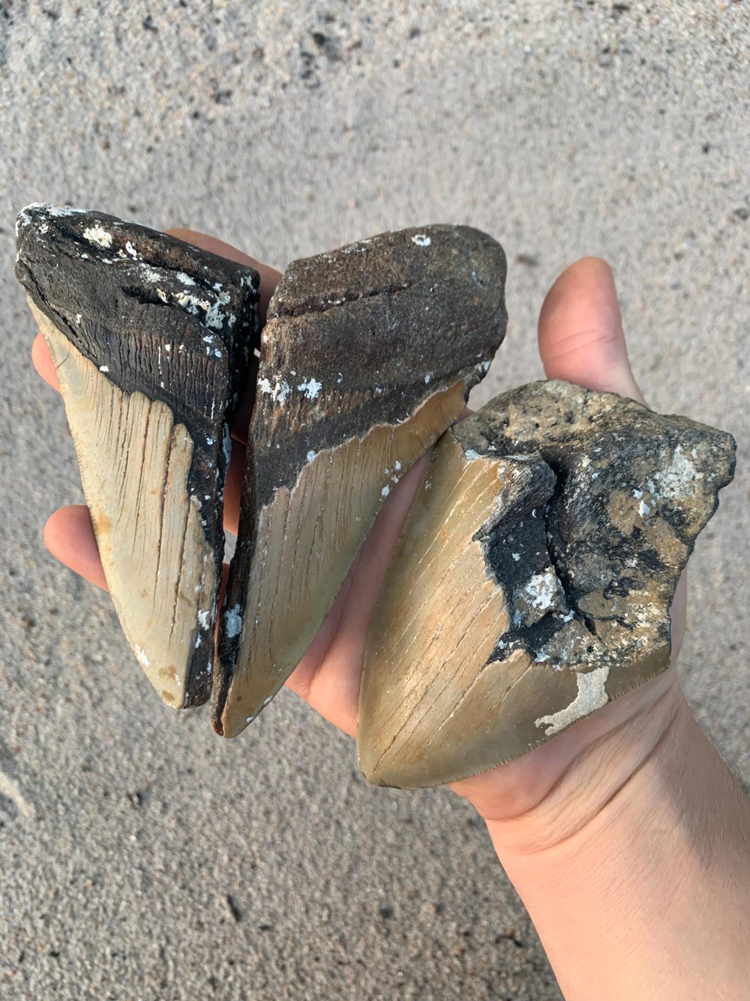 3 Broken Megalodon Shark Tooth Halves: Authentic Miocene Fossil - Etsy
