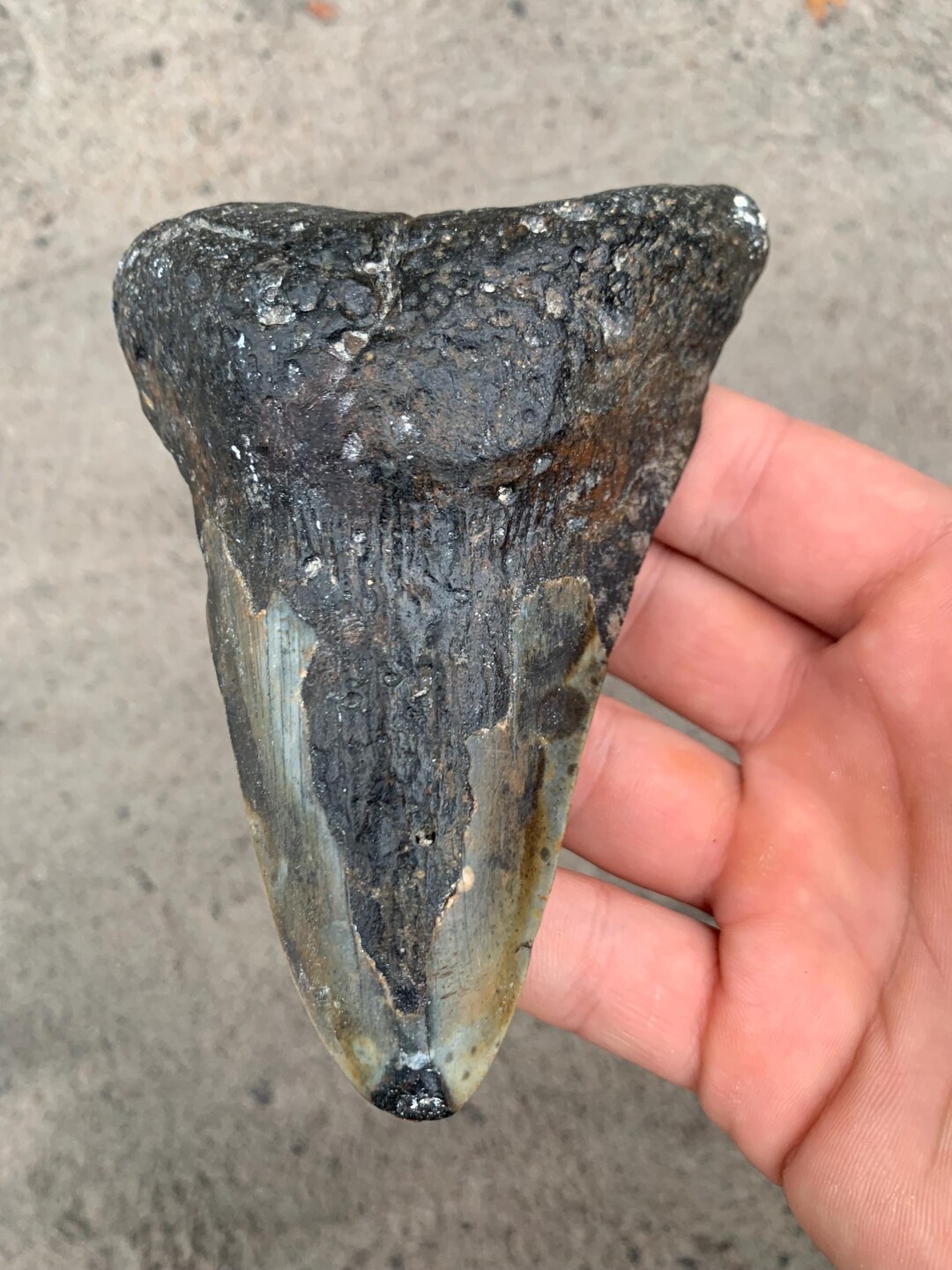 Megalodon Tooth - 4.73 Inches. Real Fossil Megalodon Shark Tooth ...