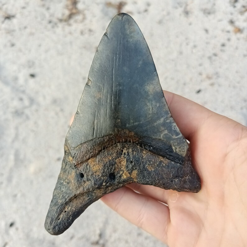 Megalodon Tooth 4.88 Inches. Real Fossil Megalodon Shark Tooth ...
