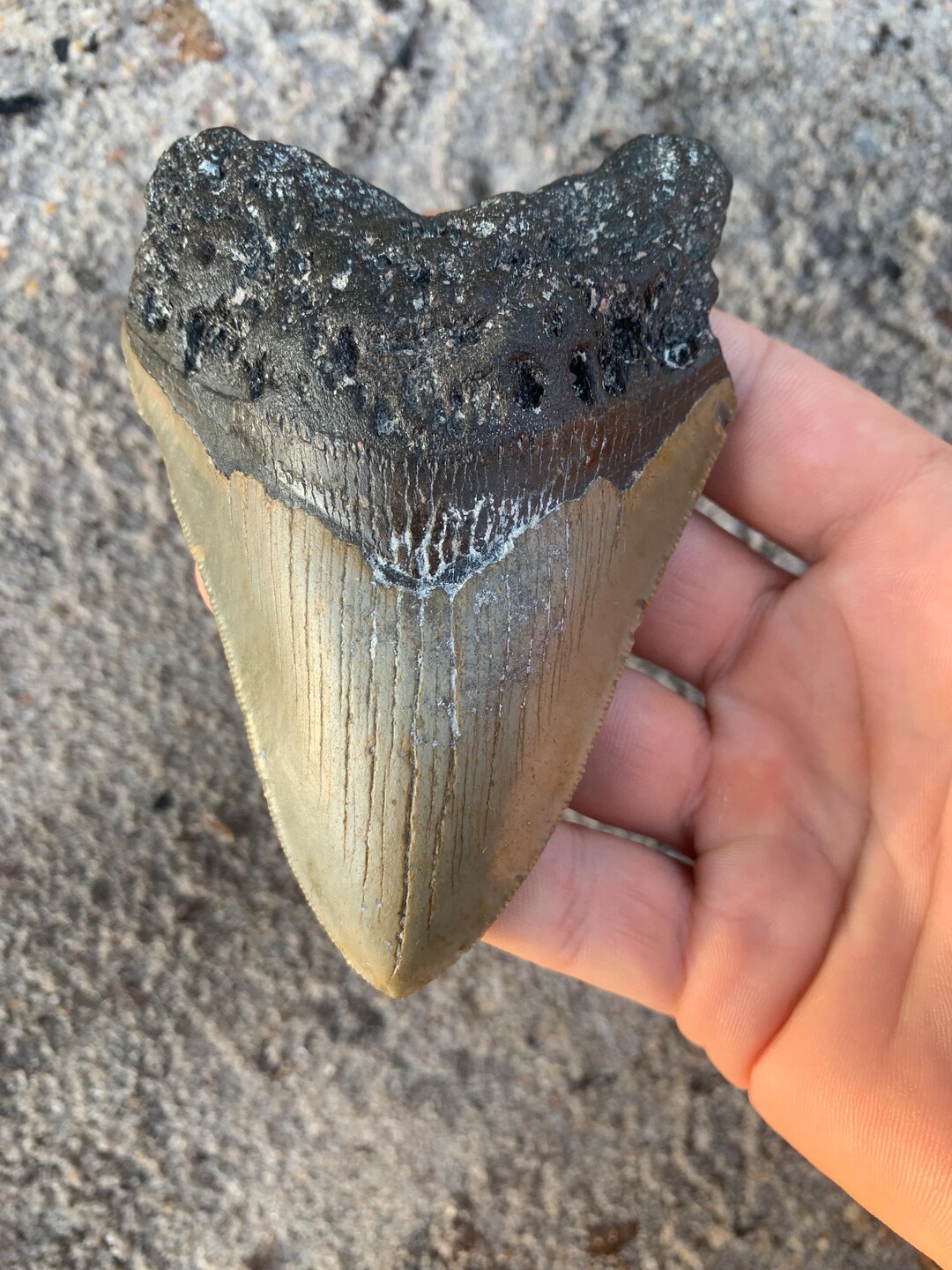 Megalodon Tooth - 4.5 Inches. Real Fossil Megalodon Shark Tooth ...