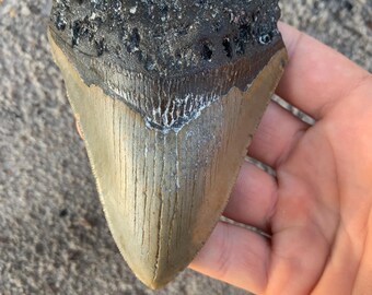 Megalodon Tooth - 4.58 Inches. Real Fossil Megalodon Shark Tooth ...