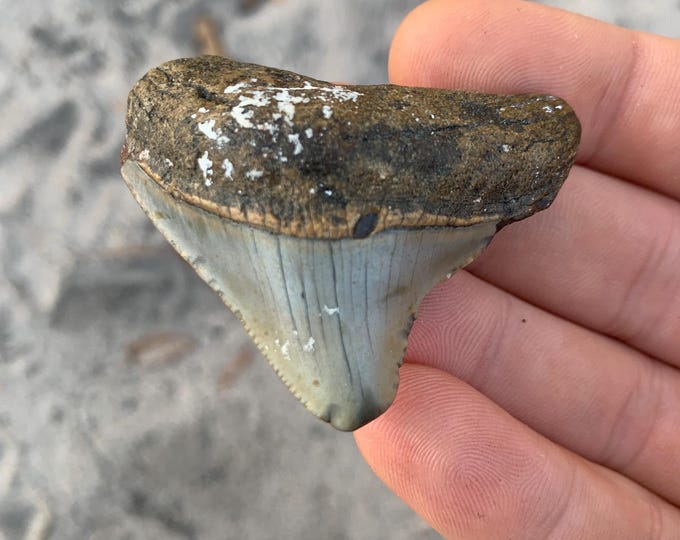 Posterior Megalodon Tooth - 2 in Wide X 1.79. Real Fossil Megalodon ...