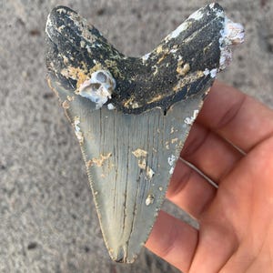 4.1 Inch Megalodon Tooth Fossil With Barnacles - Authentic Meg Shark ...