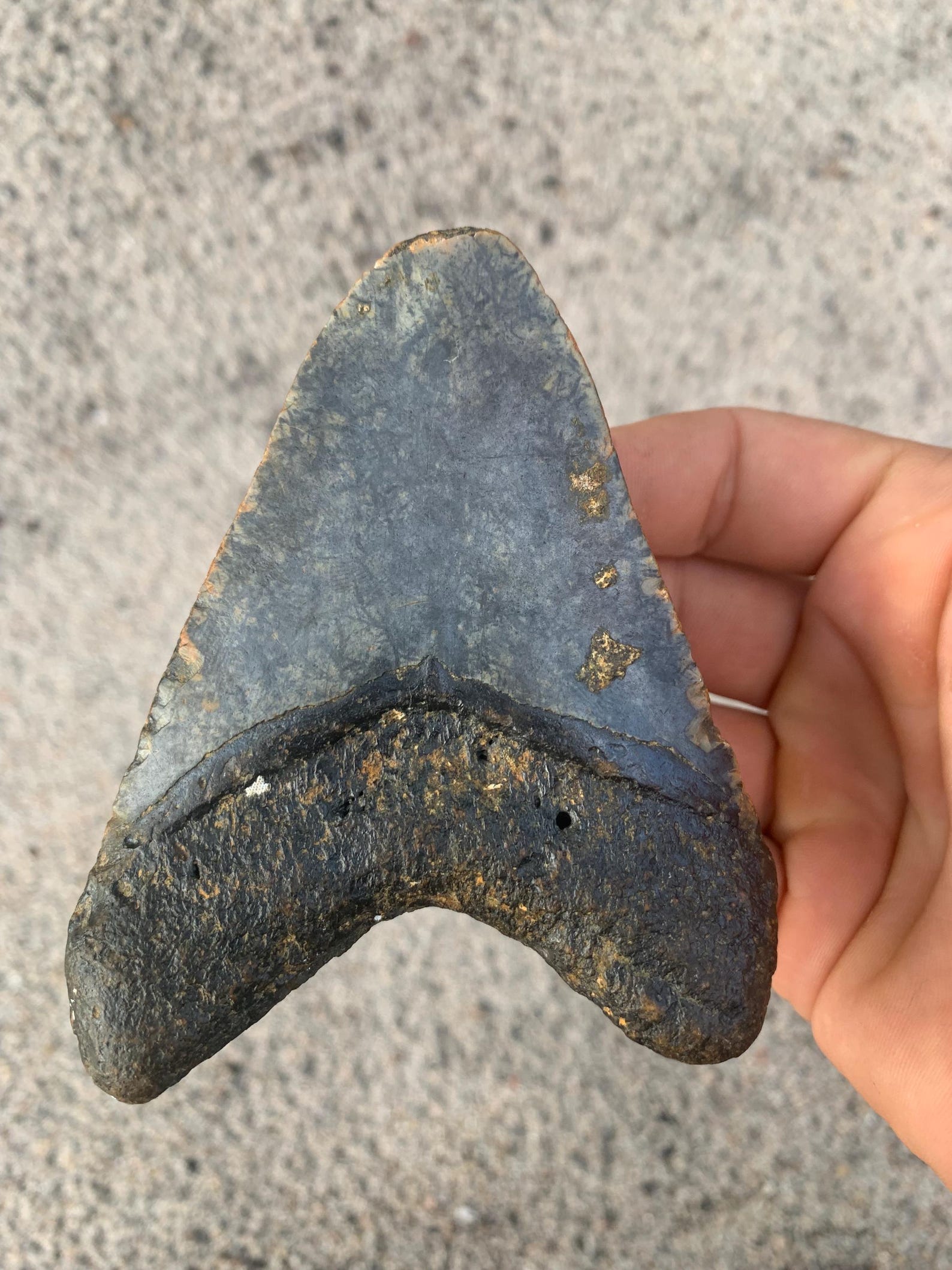 Megalodon Tooth - 4.29 Inches. Real Fossil Megalodon Shark Tooth ...