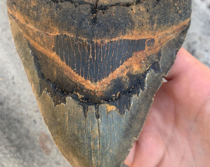 Megalodon Tooth - 5.71 Inches - Real Otodus Megalodon, Authentic Shark ...