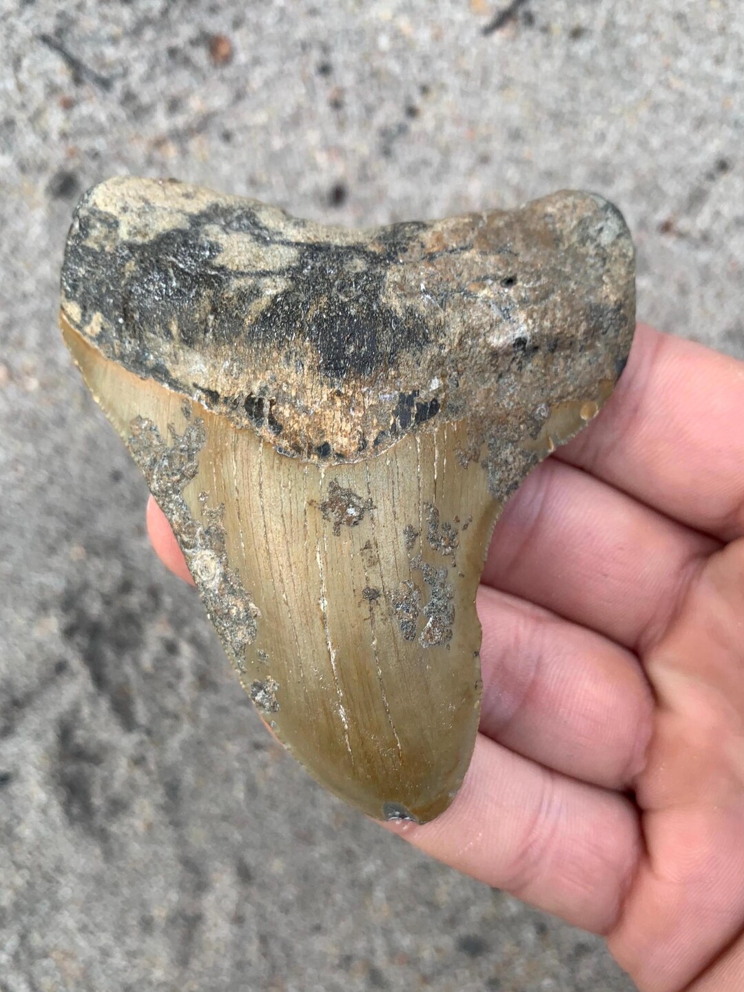 Megalodon Tooth - 3.63 Inches. Curved Blade Real Fossil Megalodon Shark ...