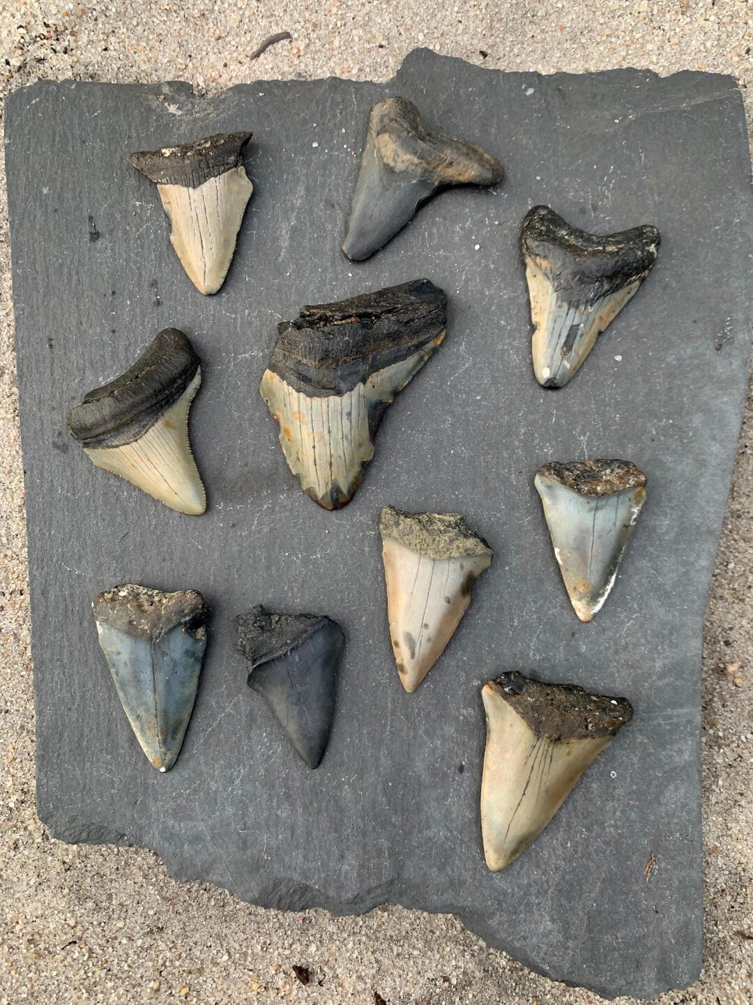 5 Megalodon & 5 Mako C. Hastalis Shark Teeth 10 Fossilized Shark Teeth ...