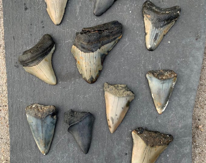 5 Megalodon & 5 Mako (C. Hastalis) Shark Teeth - 10 Fossilized Shark ...