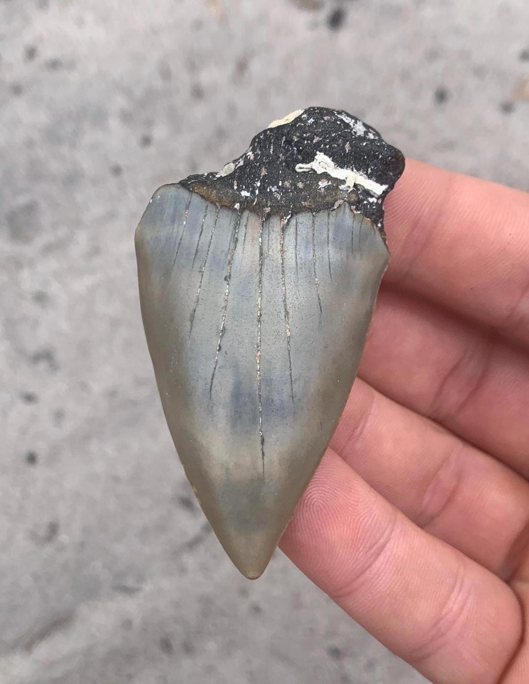 C. Hastalis Mako Fossil Shark Tooth - 2.59 Inches, Huge Fossilized Mako ...