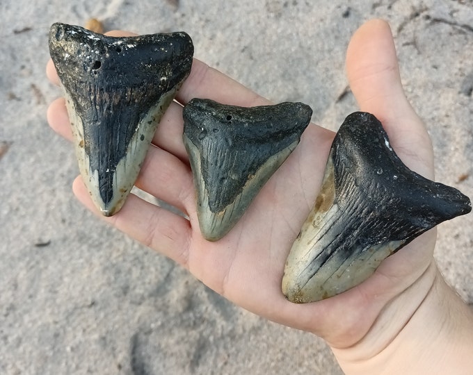 3 Megalodon Shark Teeth Real Fossil Megalodon Shark Tooth, Authentic ...