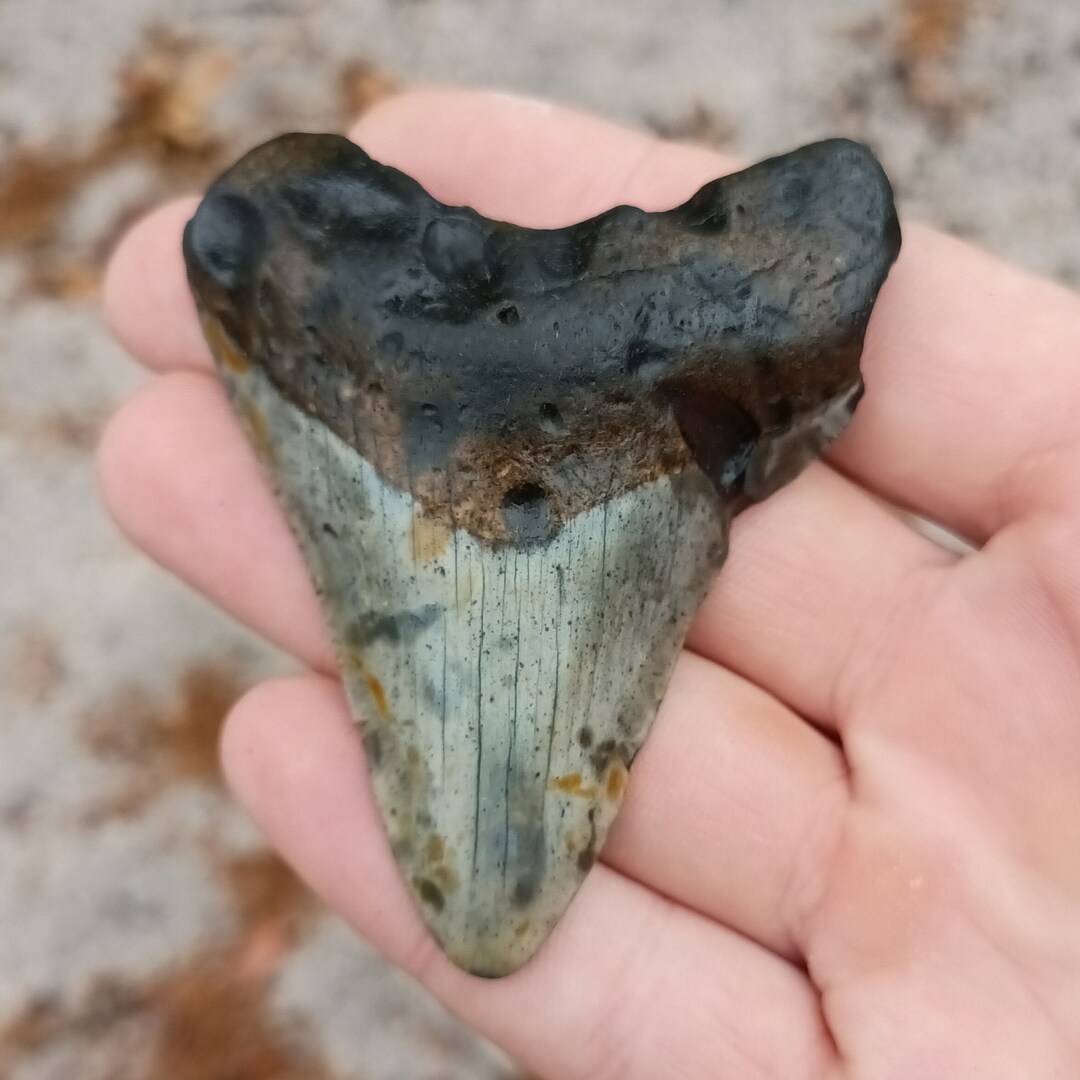 Megalodon Tooth - 2.89 Inches. Real Fossil Megalodon Shark Tooth ...