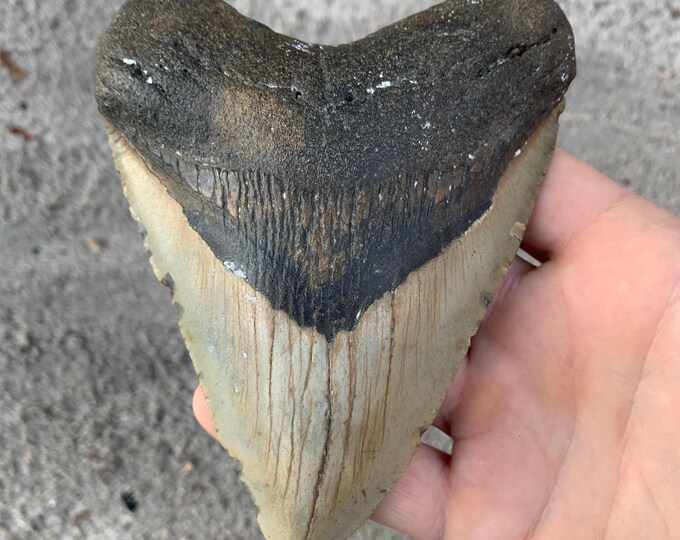 Megalodon Tooth - 5.32 Inches. Real Fossil Megalodon Shark Tooth ...