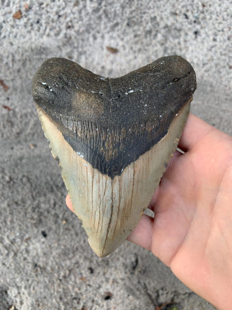 Megalodon Tooth 5.32 Inches. Real Fossil Megalodon Shark Tooth ...