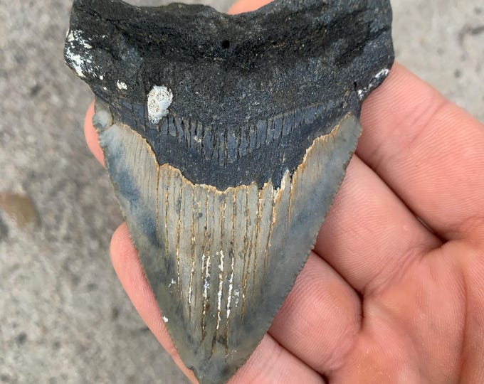 Megalodon Tooth - 3.49 Inches. Real Fossil Megalodon Shark Tooth ...