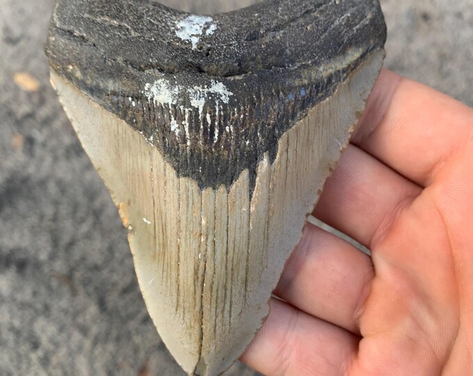 Megalodon Tooth - 4.31 Inches. Real Fossil Megalodon Shark Tooth ...