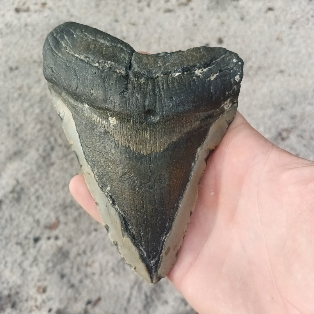 Megalodon Tooth - 5.7 Inches. Real Fossil Megalodon Shark Tooth ...