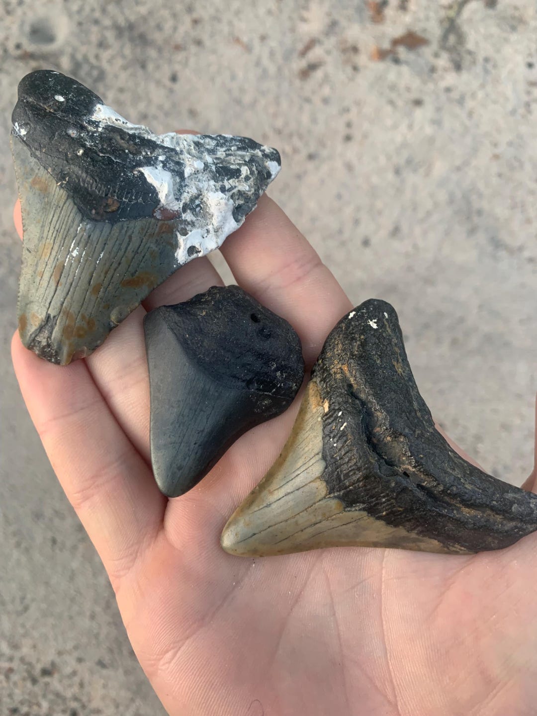 3 Megalodon Shark Teeth - Real Fossil Megalodon Shark Tooth, Authentic ...