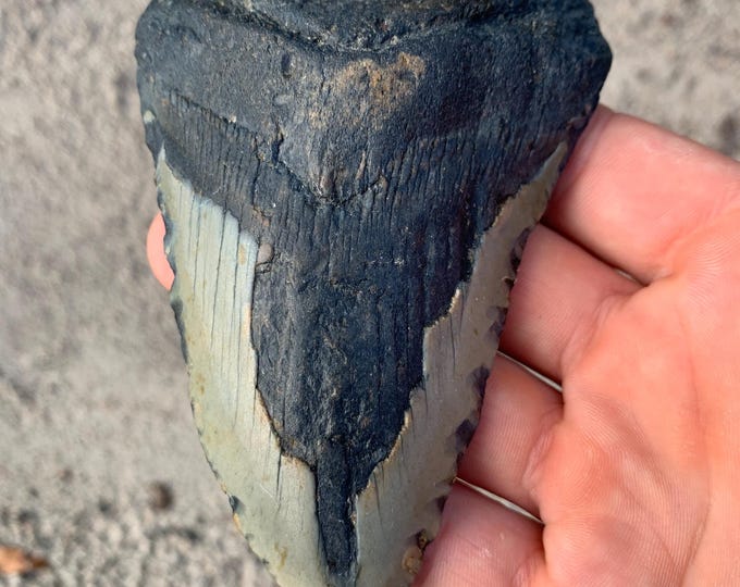 Megalodon Tooth - 4.33 Inches. Real Fossil Megalodon Shark Tooth ...
