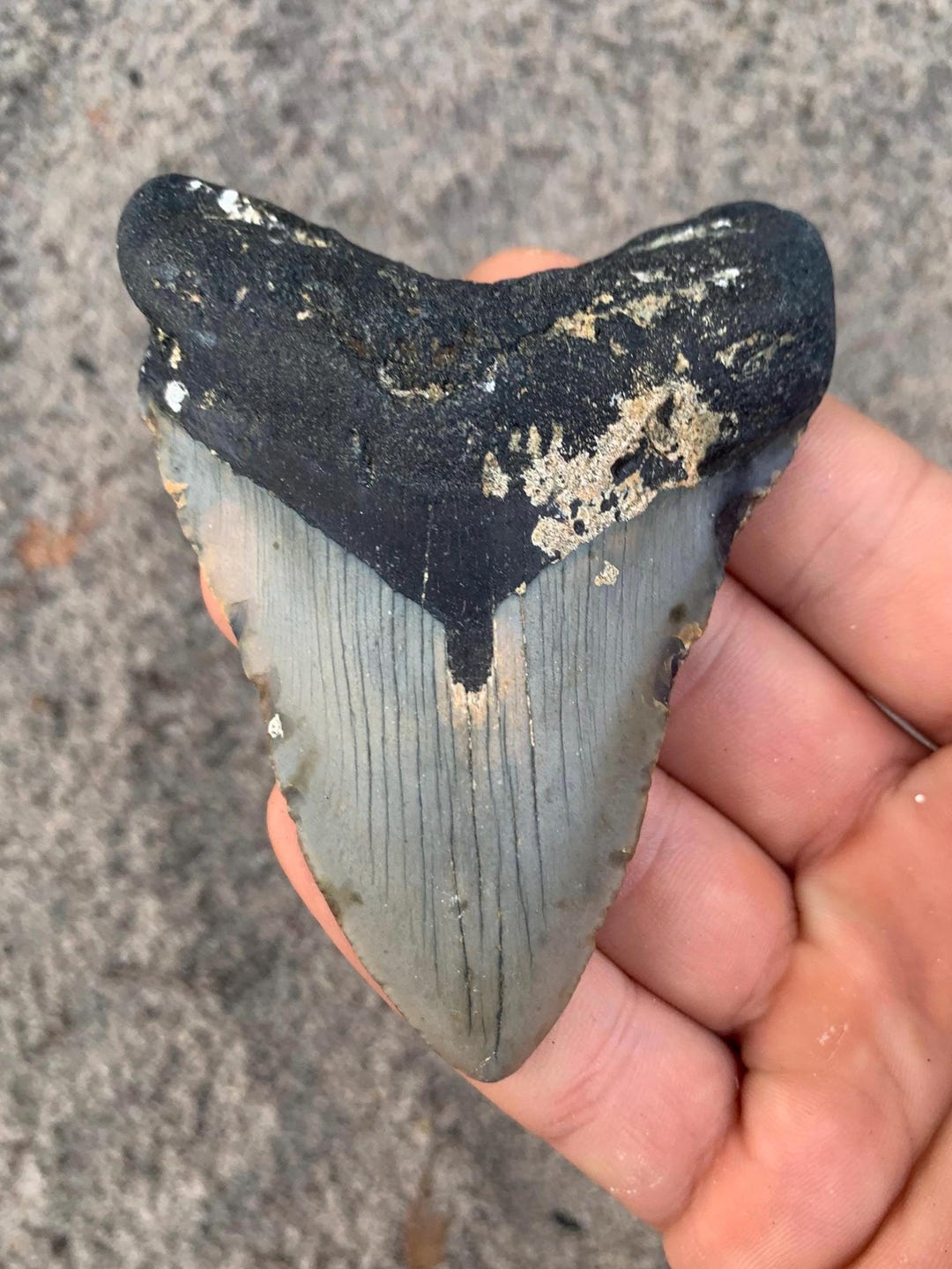 Megalodon Tooth 3.68 Inches. Real Fossil Megalodon Shark Tooth ...