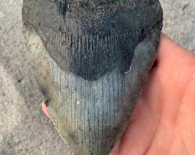 Megalodon Tooth - 5.2 Inches. Real Fossil Megalodon Shark Tooth ...