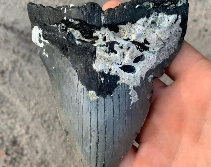 Megalodon Tooth - 5.54 Inches. RARE NC Color, Megalodon Shark Tooth ...