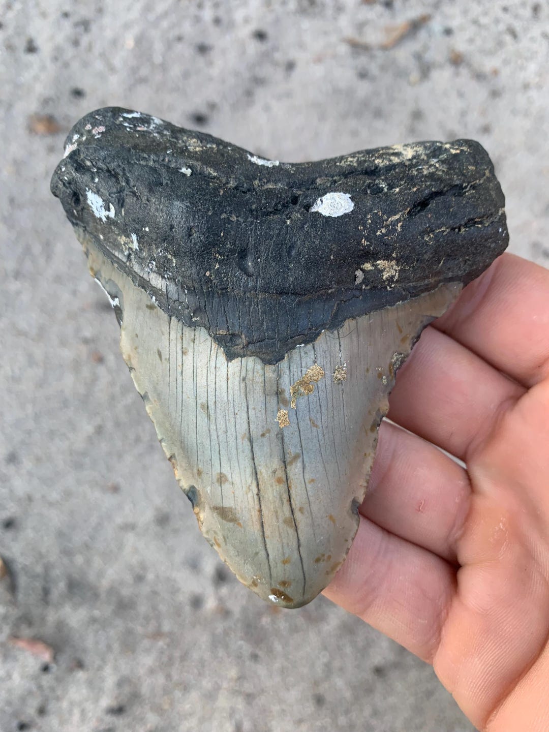 Megalodon Tooth - 4.2 Inches. Real Fossil Megalodon Shark Tooth ...