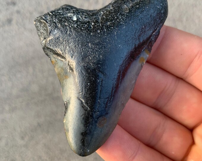 Megalodon Tooth - 3.19 Inches. Real Fossil Megalodon Shark Tooth ...
